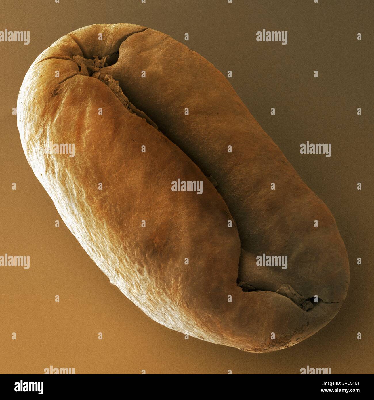 Roasted coffee bean. Coloured scanning electron micrograph (SEM) of a ...