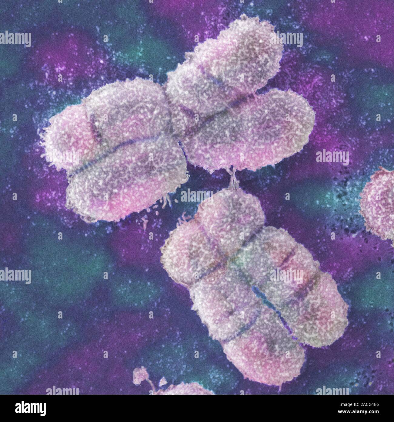 Human chromosomes, coloured scanning election micrograph (SEM ...