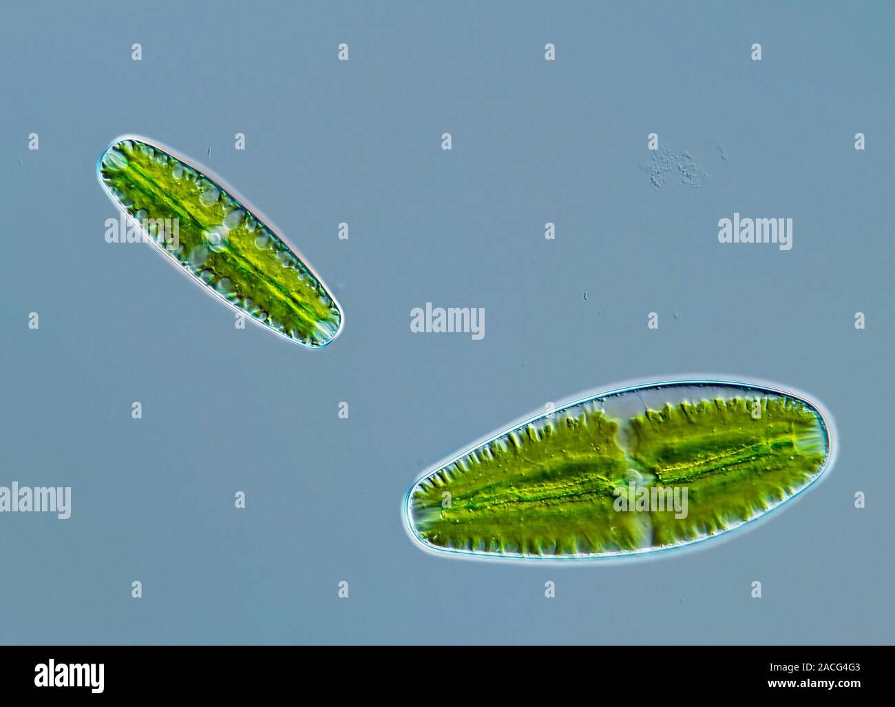 Green alga. Differential interference contrast micrograph of the desmid ...