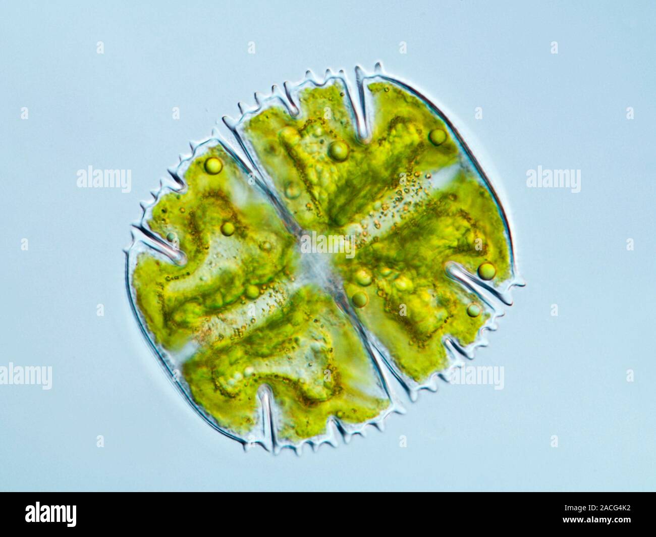 Green alga. Differential interference contrast micrograph of the desmid ...
