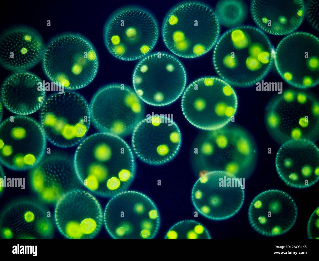 Volvox colonies. Light micrograph of colonies of the freshwater green ...
