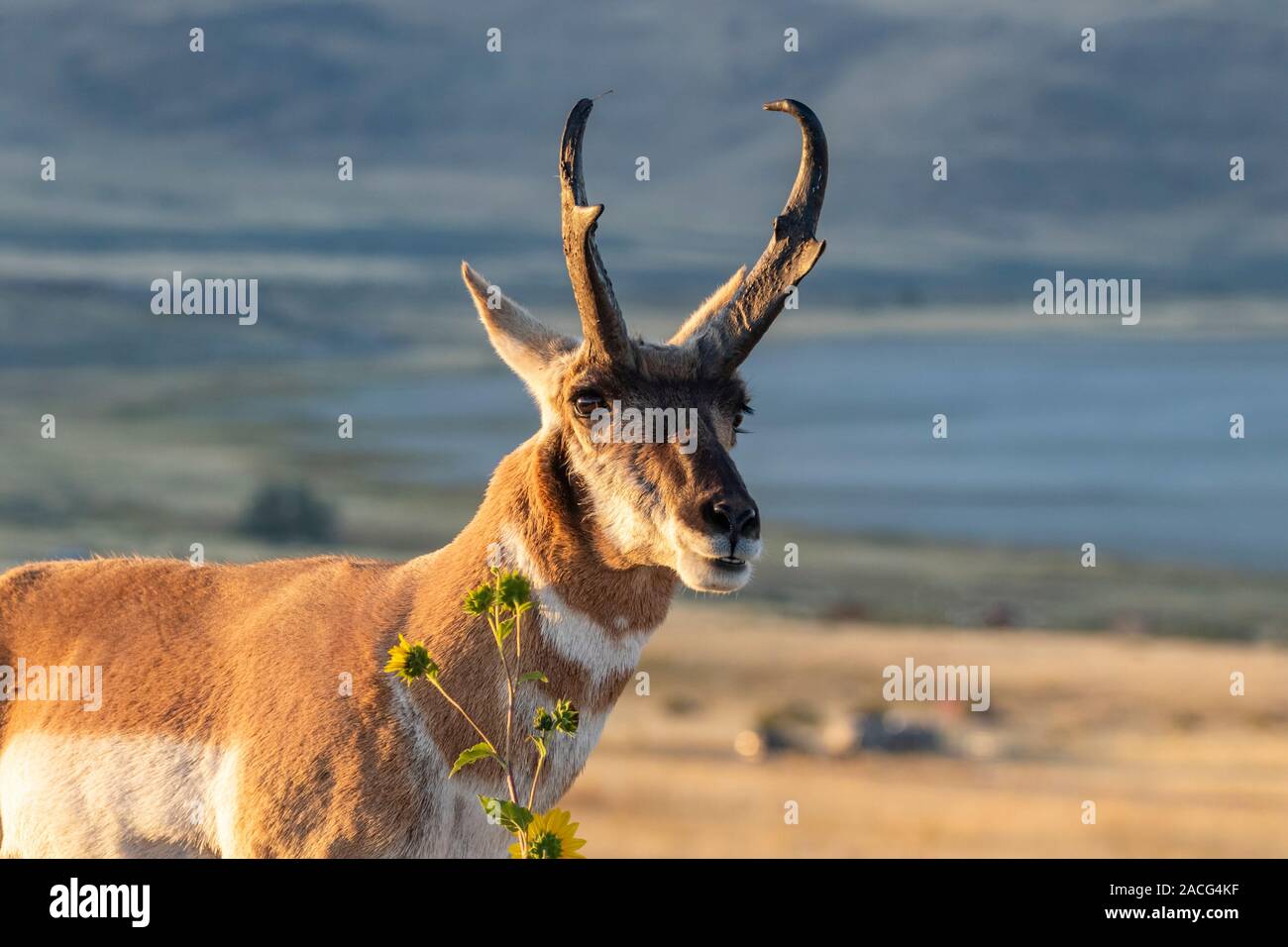 A buck antelope on the prairie at Antelope Island, Utah Stock Photo - Alamy