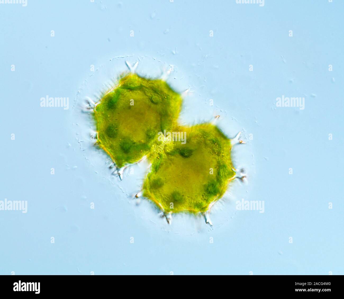 Green alga. Differential interference contrast micrograph of the desmid ...