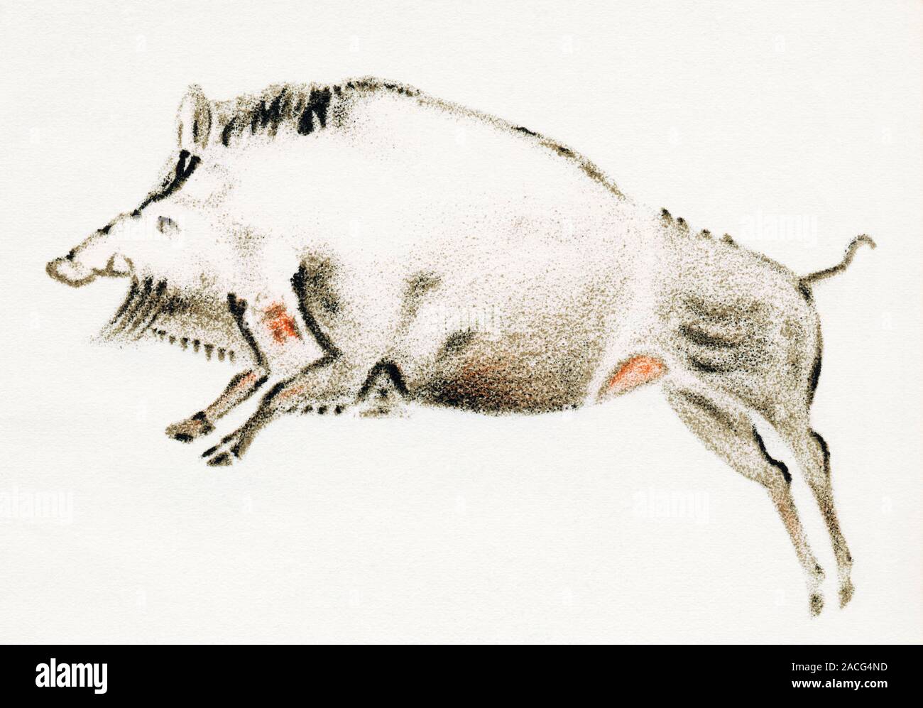 Cave painting of a boar. Artwork of a cave painting found on the roof ...