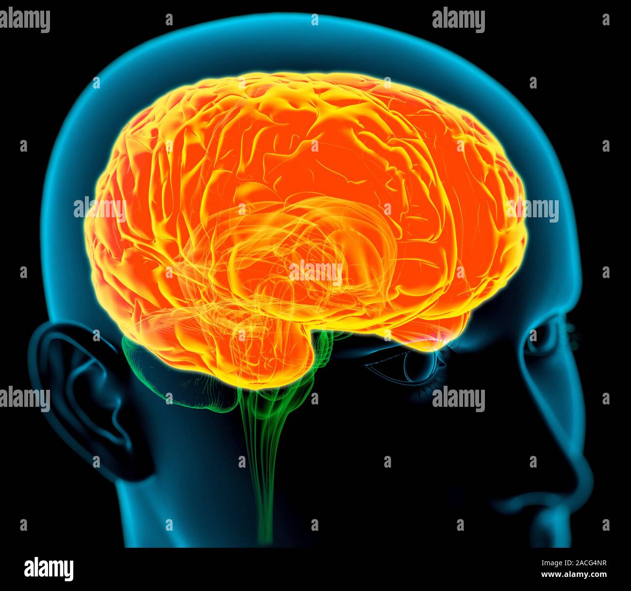 Human brain. Computer artwork of a person's head showing the brain ...