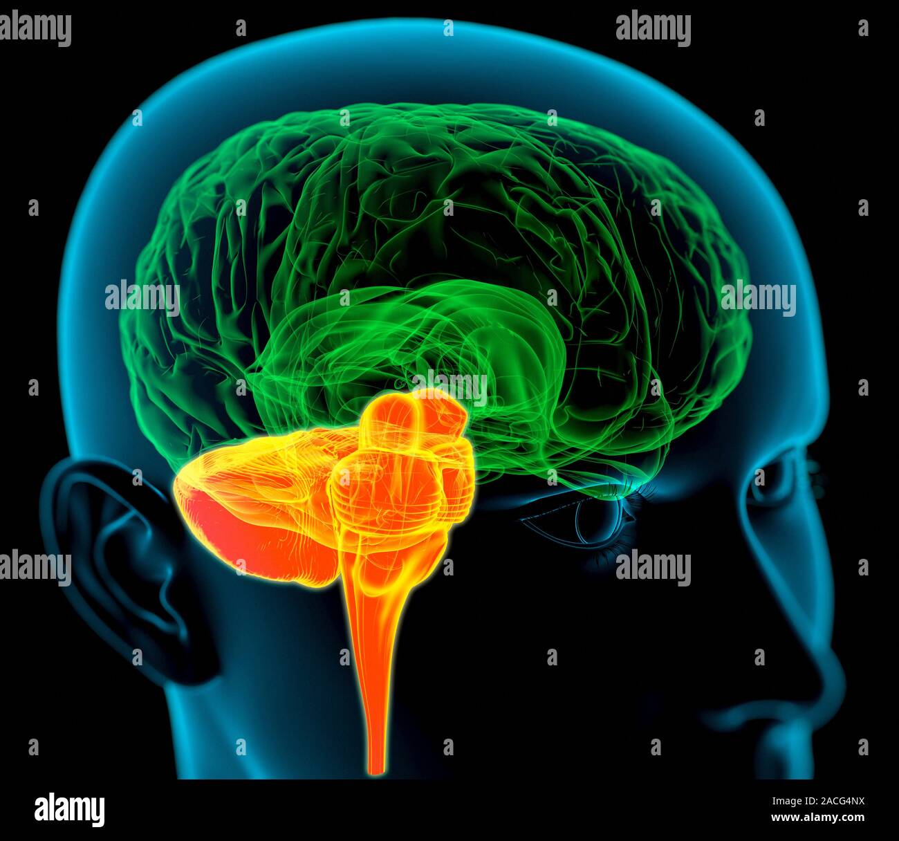 Brainstem. Computer artwork of a person's head showing the brain inside ...
