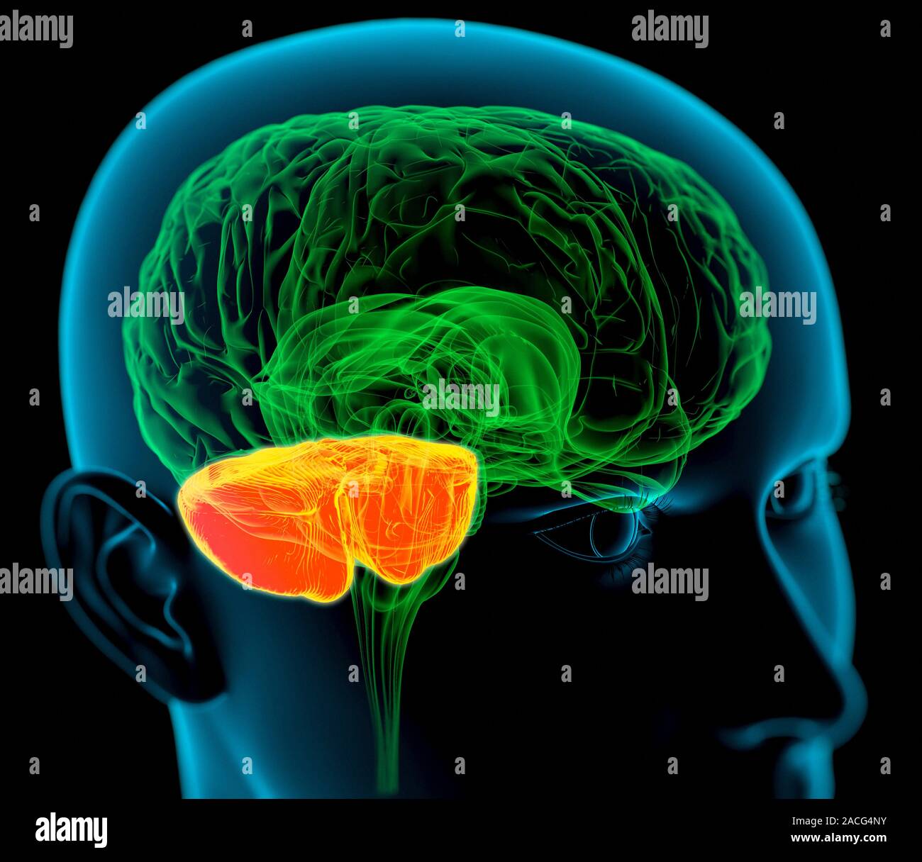 Cerebellum in the brain. Computer artwork of a person's head showing ...