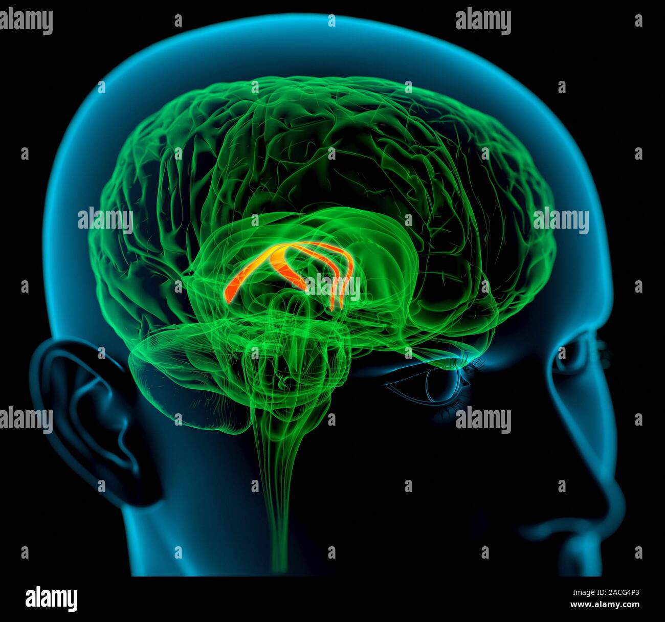Fornix in the brain. Computer artwork of a person's head showing the ...