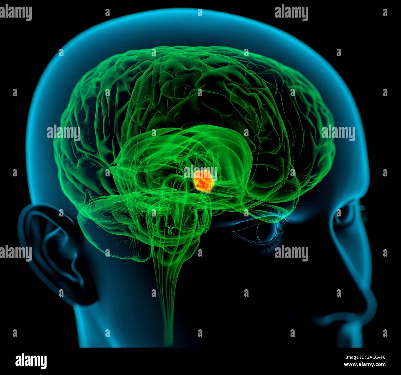 Hypothalamus in the brain. Computer artwork of a person's head showing ...