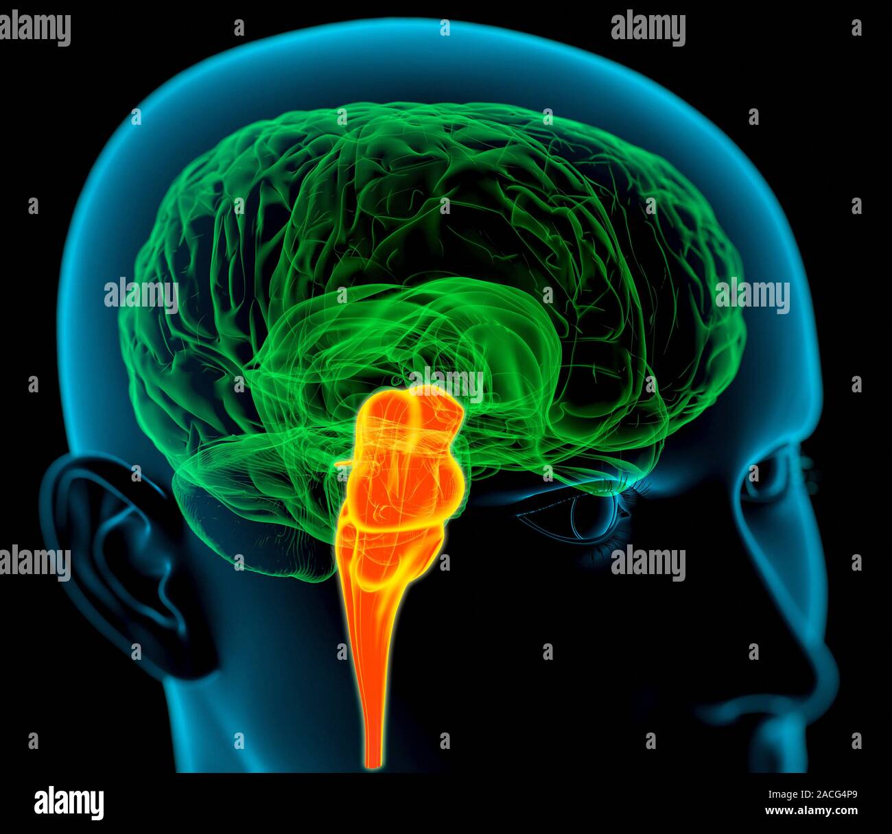 Medulla oblongata in the brain. Computer artwork of a person's head ...