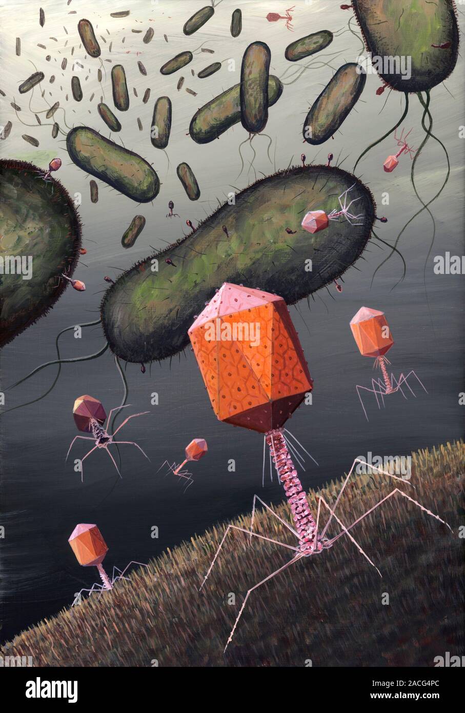 T-bacteriophages on E.coli. Artwork of T-bacteriophage virions attacking Escherichia coli ...