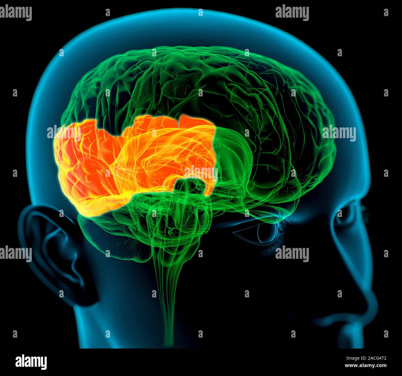 Parietal lobes in the brain. Computer artwork of a person's head ...