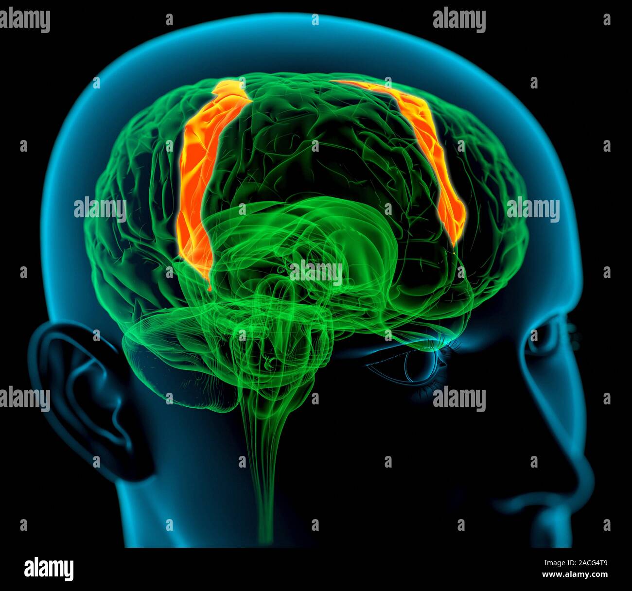 Primary motor cortex in the brain. Computer artwork of a person's head ...