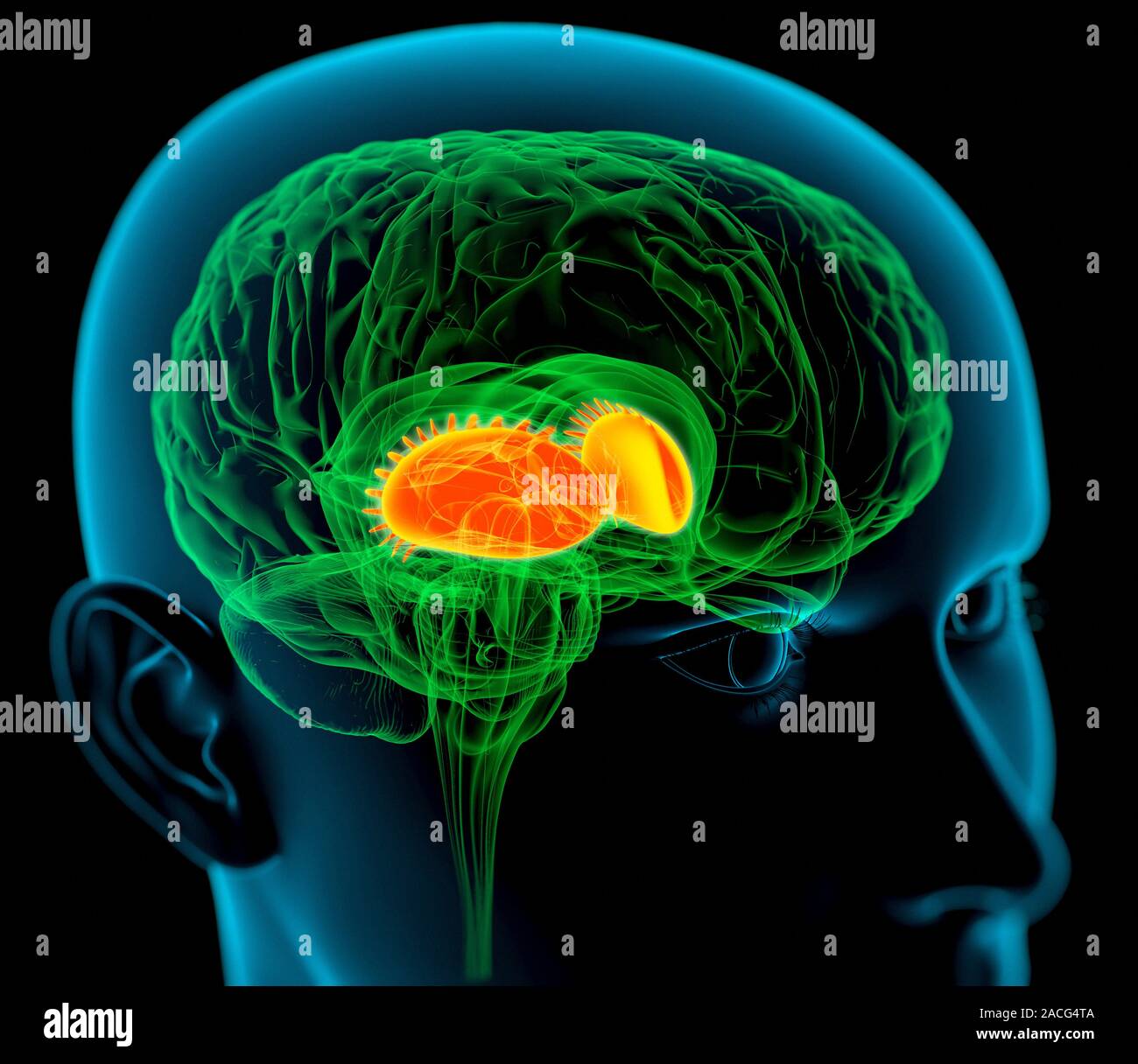 Putamen in the brain. Computer artwork of a person's head showing the ...