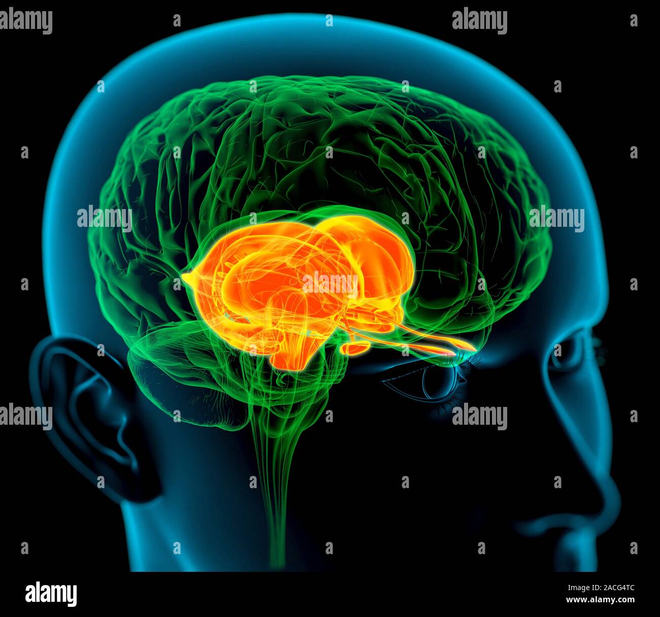 Reptilian and human brain. Computer artwork of a person's head showing ...