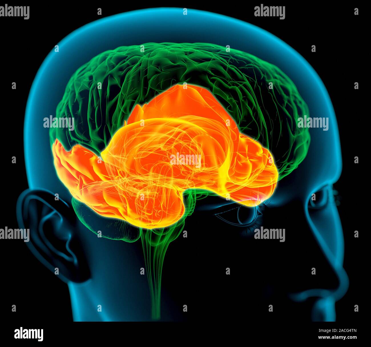 Temporal lobes in the brain. Computer artwork of a person's head ...
