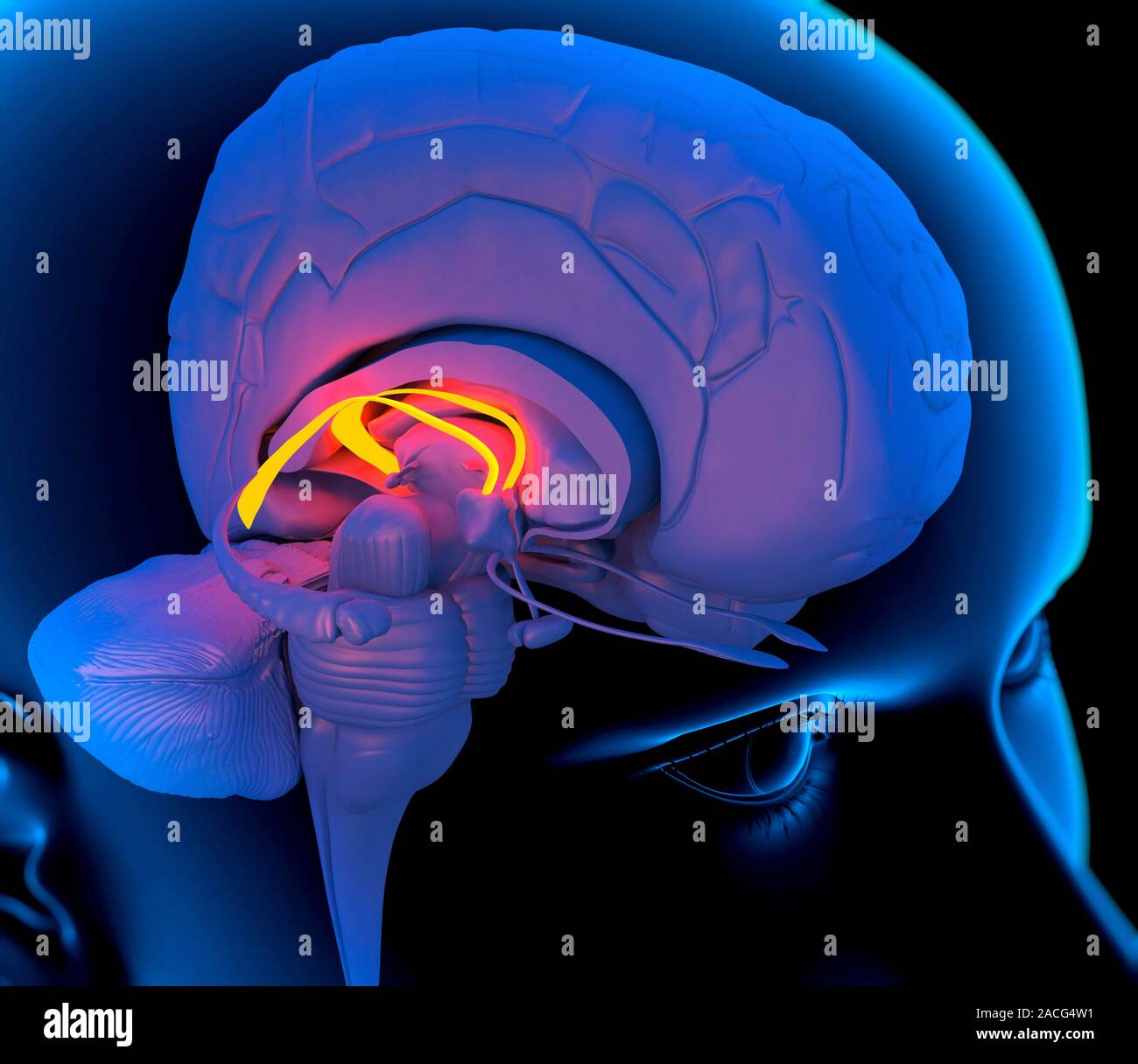 Fornix in the brain. Computer artwork of a person's head showing the ...