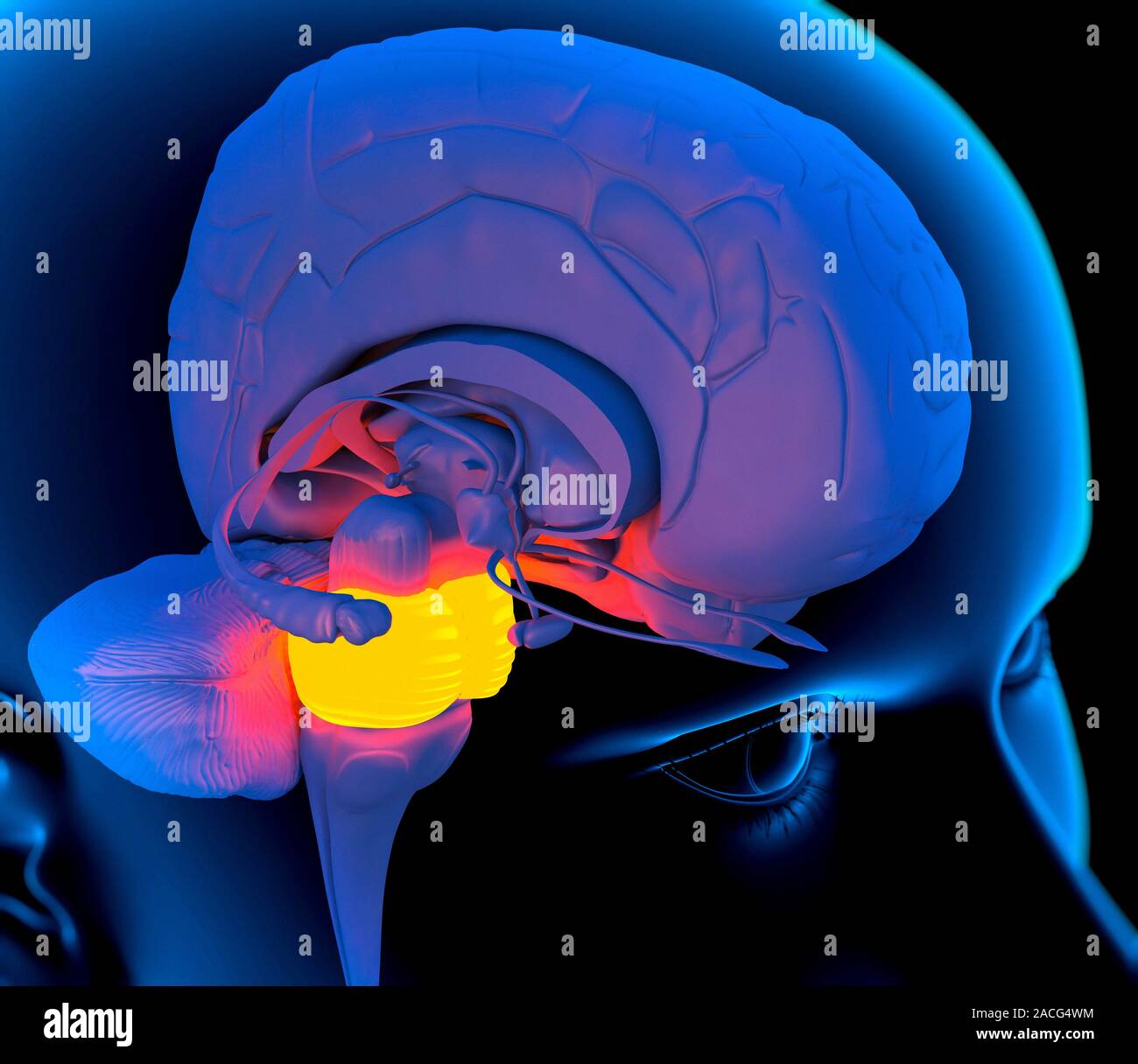 Pons in the brain. Computer artwork of a person's head showing the left ...