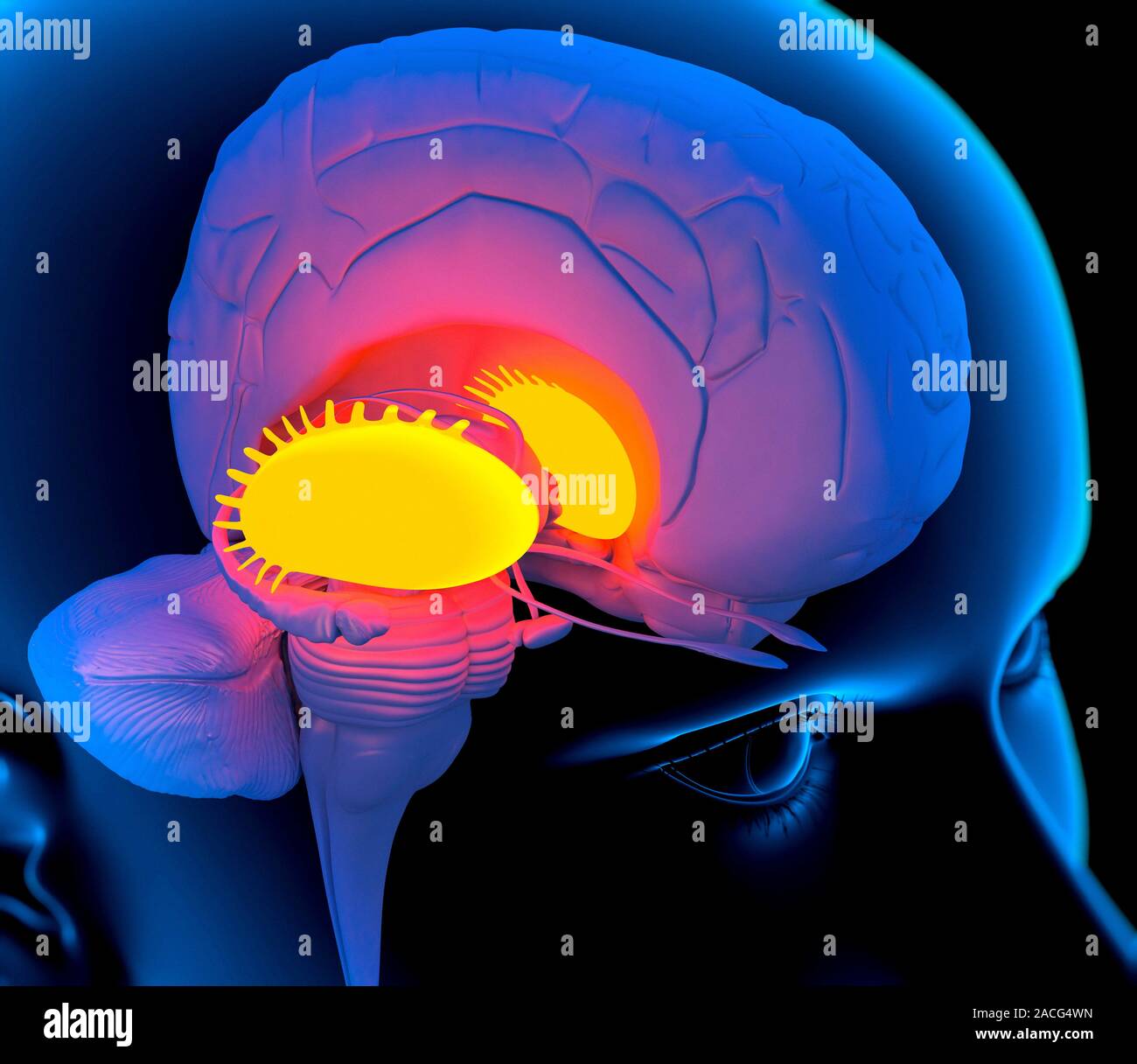 Putamen in the brain. Computer artwork of a person's head showing the ...