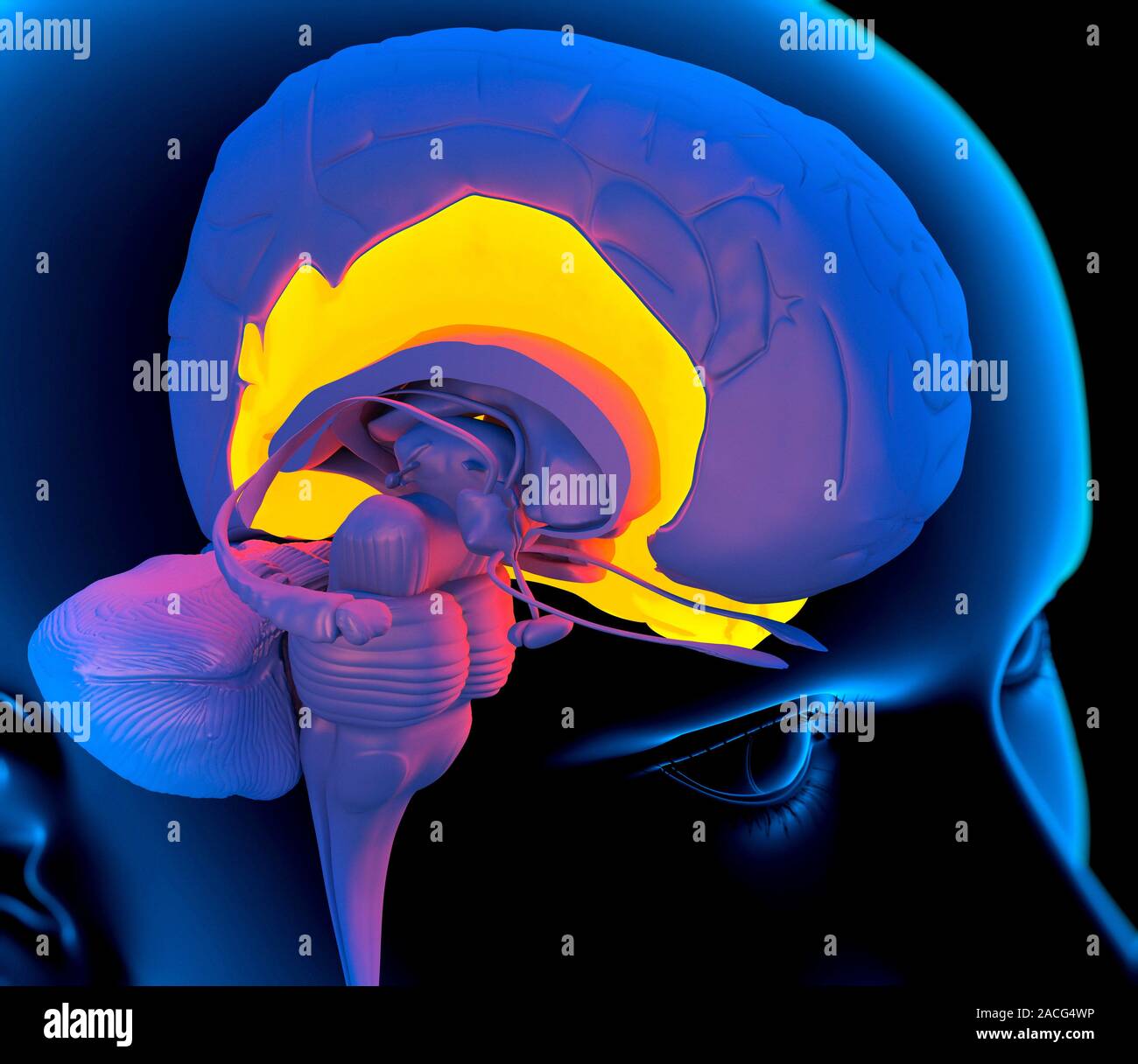 Temporal lobe in the brain. Computer artwork of a person's head showing ...