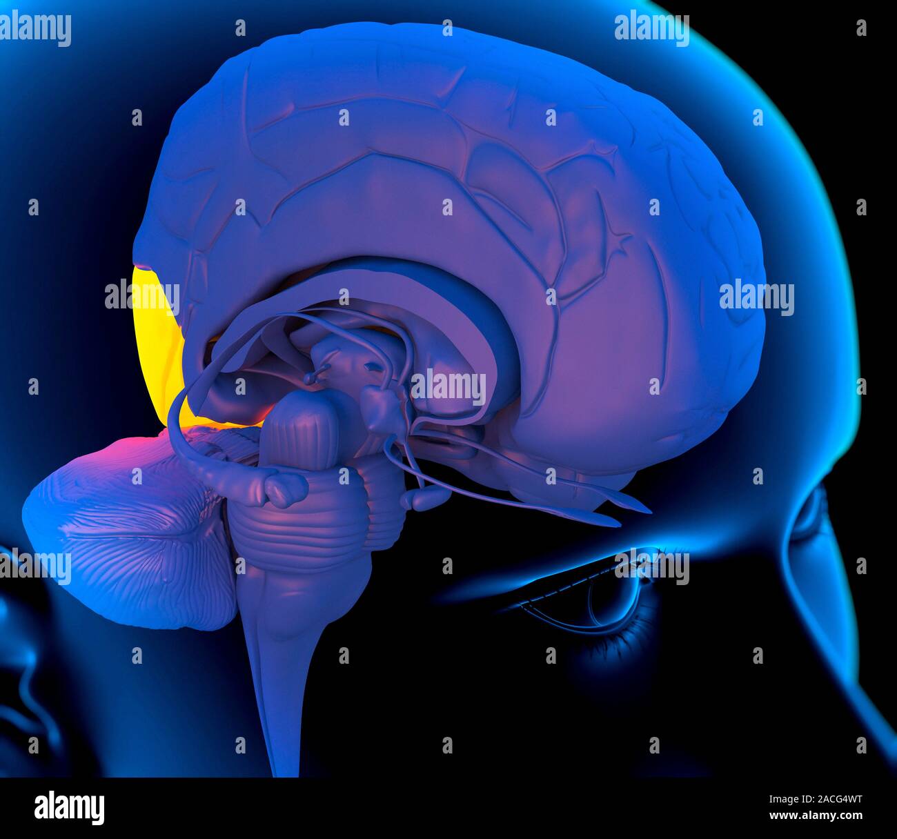 Occipital lobe in the brain. Computer artwork of a person's head ...
