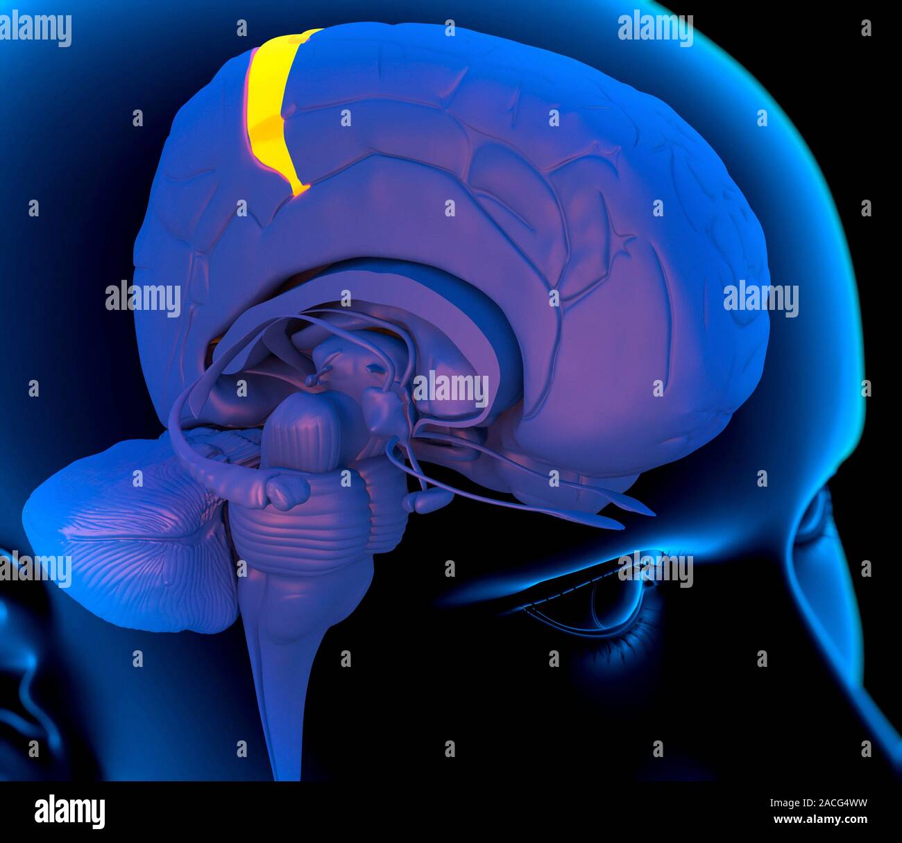 Primary somatosensory cortex. Computer artwork of a person's head ...