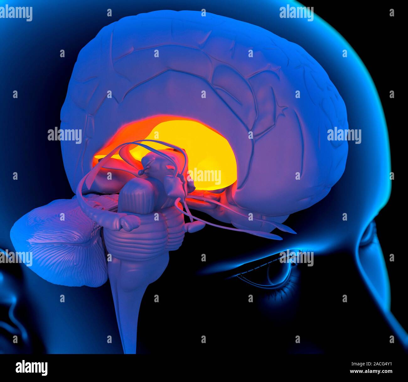 Globus pallidus in the brain. Computer artwork of a person's head ...