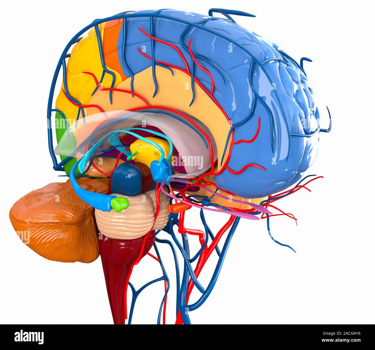 Human brain anatomy. Computer artwork showing a human brain with the ...