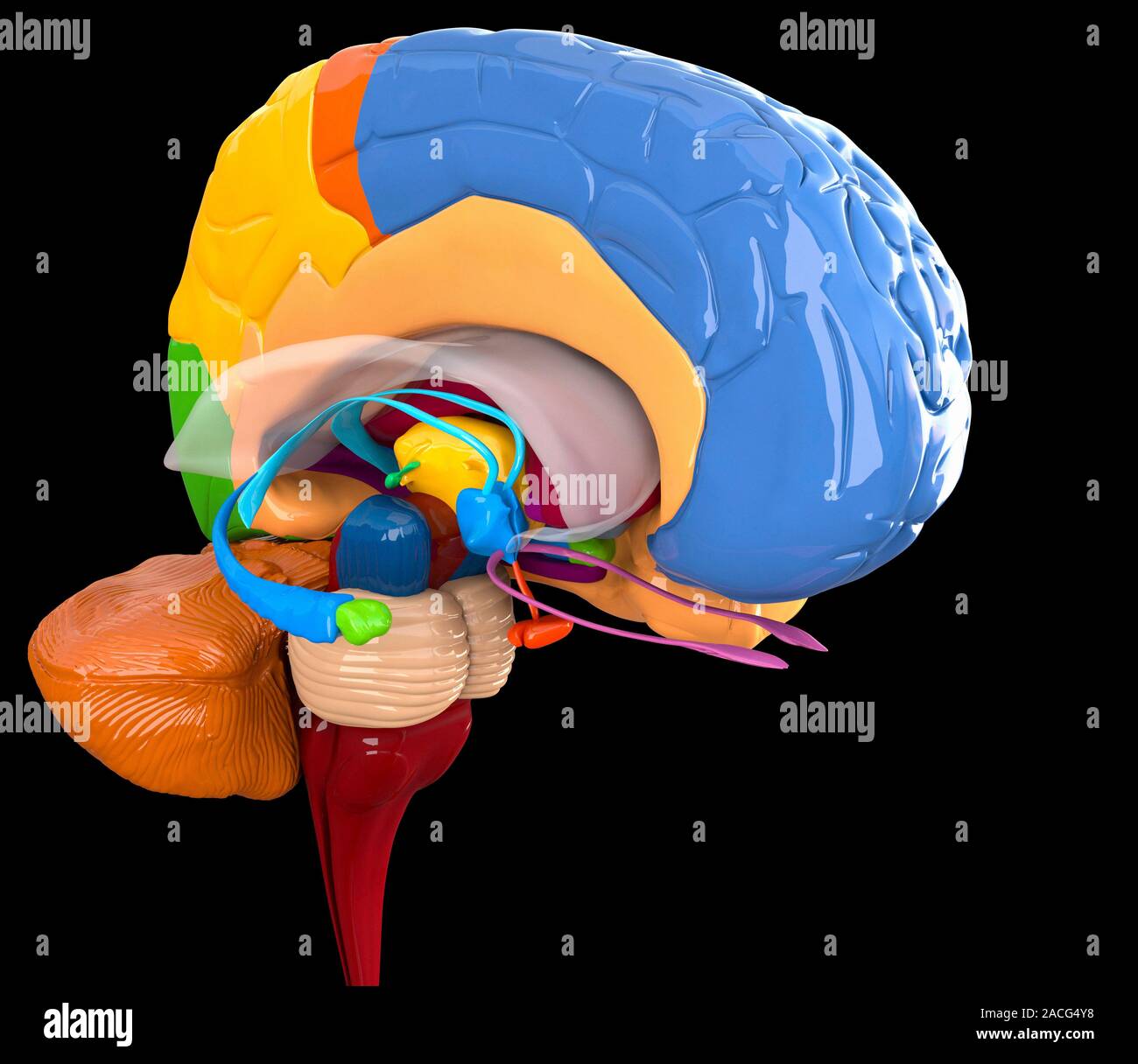 Human brain anatomy. Computer artwork showing a human brain with the ...