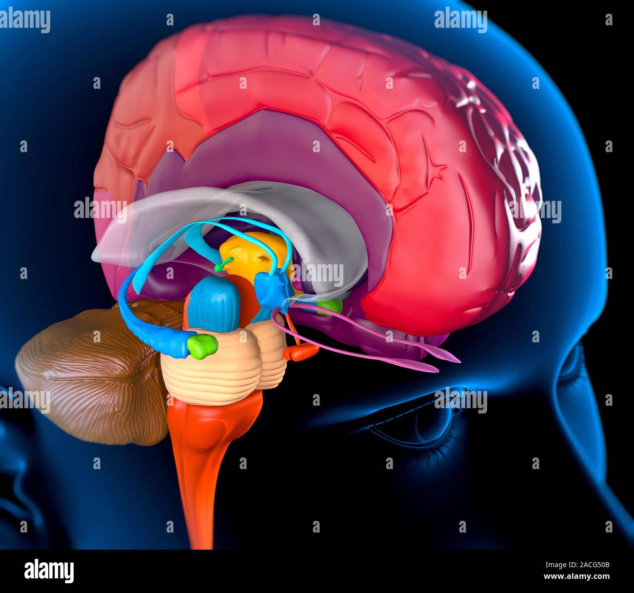 Human brain anatomy. Computer artwork of a person's head showing the ...