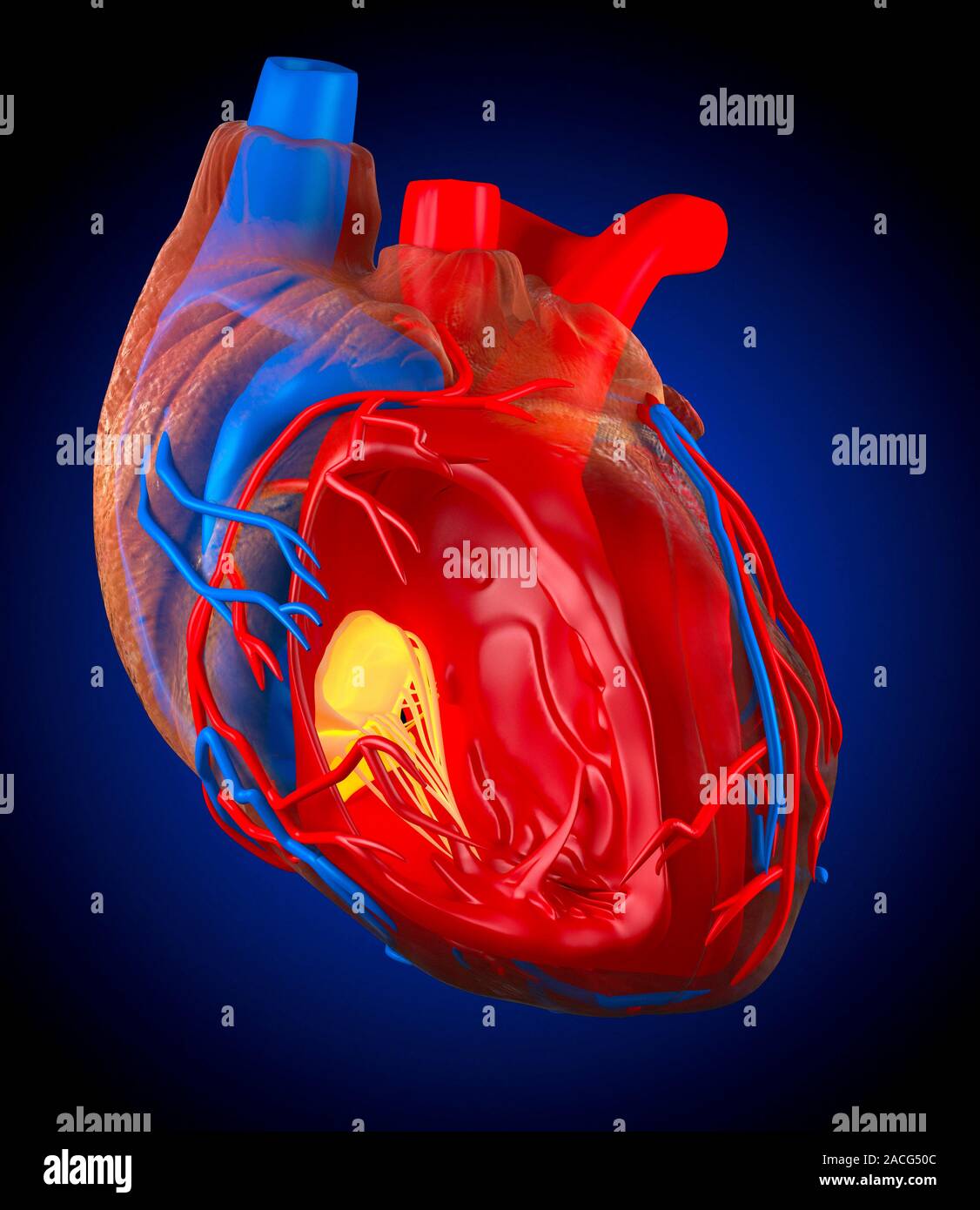 Structure of a human heart. Computer artwork of a heart with the right ...