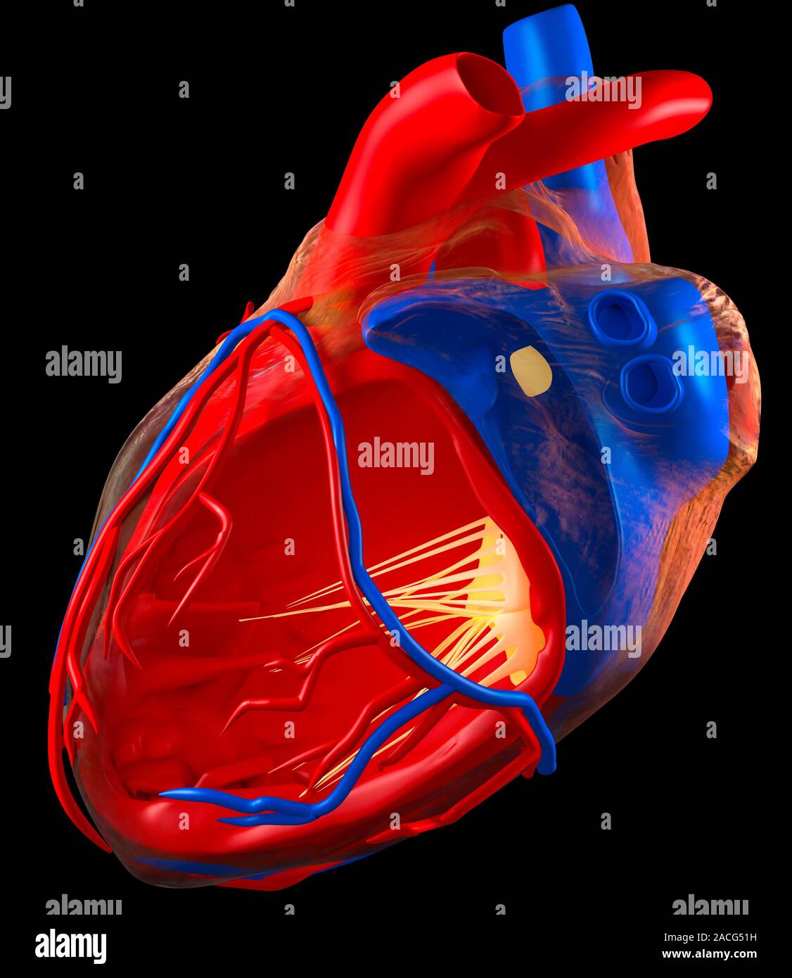 Structure of a human heart. Computer artwork of a heart with the left ...