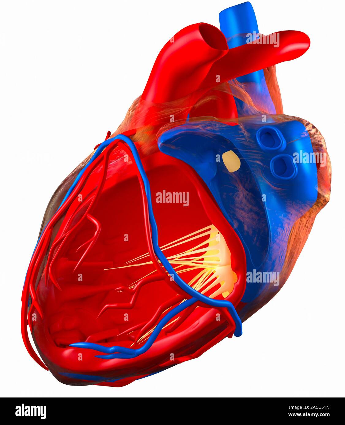 Structure of a human heart. Computer artwork of a heart with the left ...