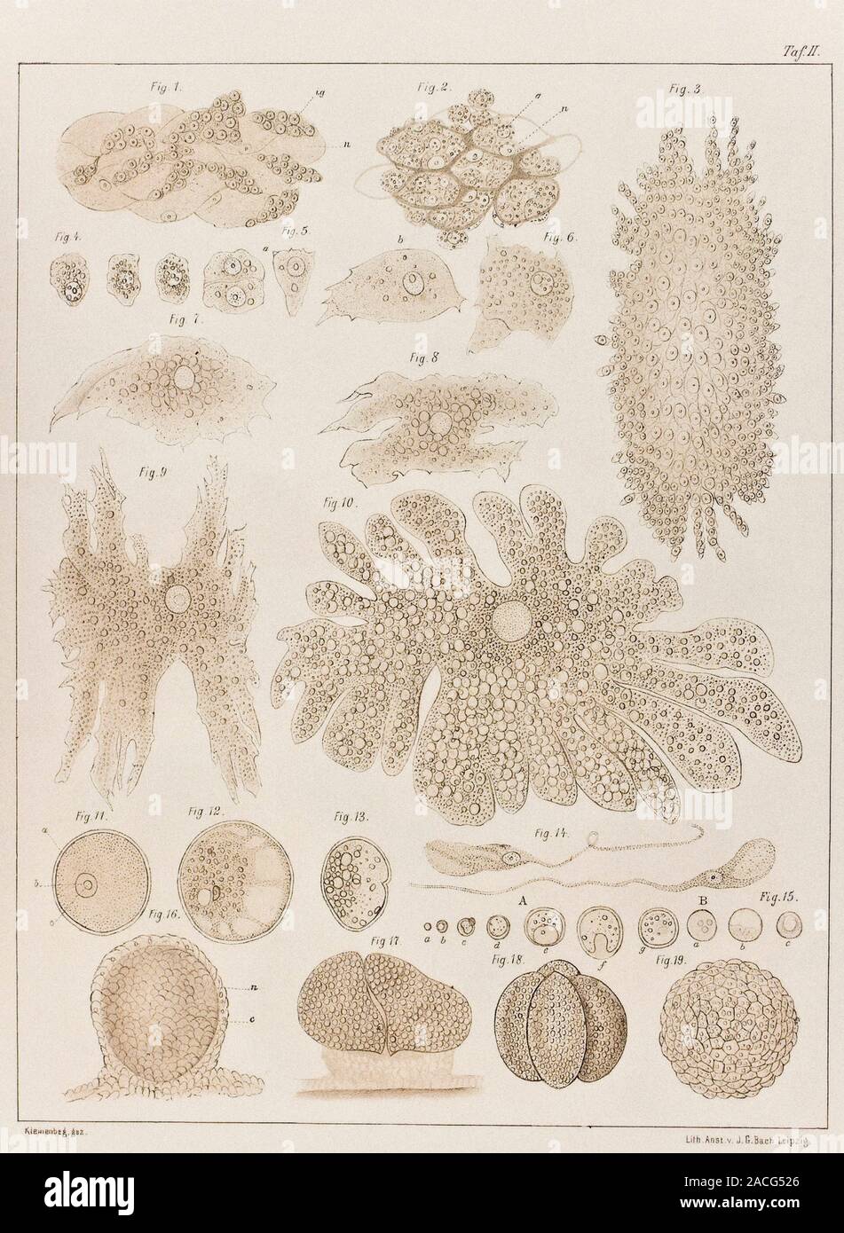 Hydra anatomy and development, historical artwork. Illustration from An ...