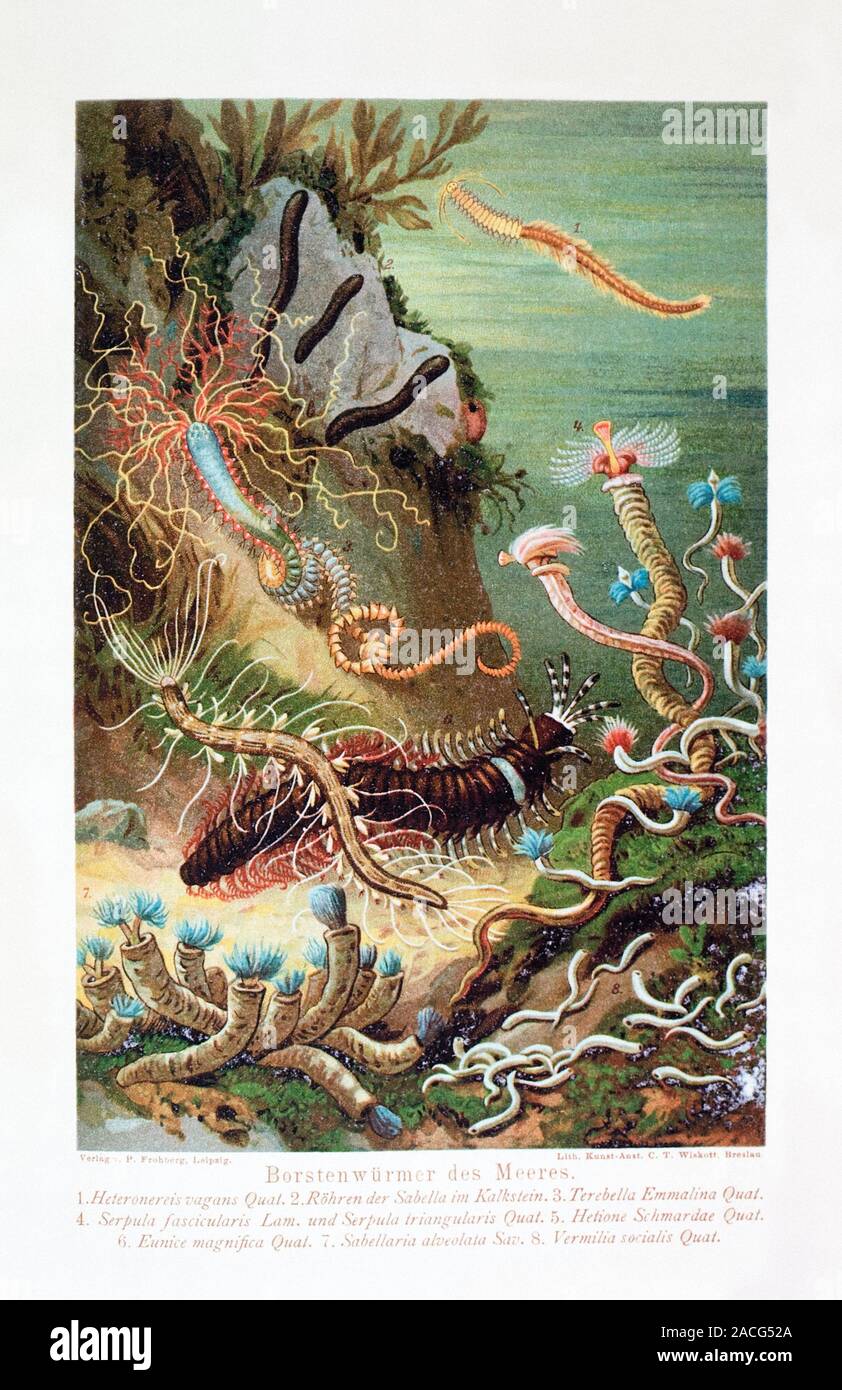 Marine worms. Historical artwork of a variety of marine polychaetes ...