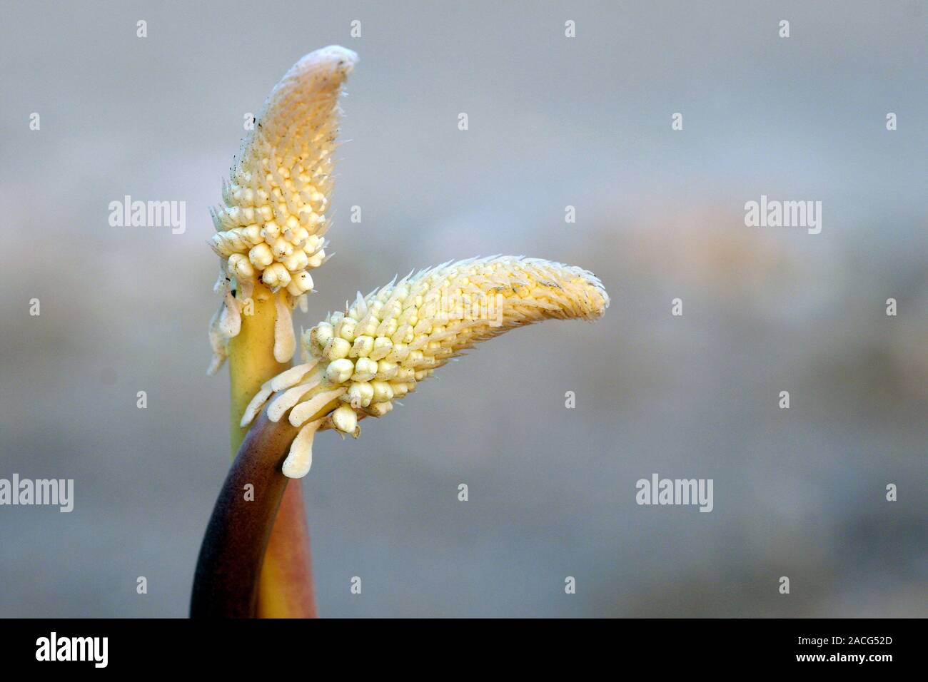 Sea squill (Urginea maritima) flower buds. Photographed in Israel, in ...