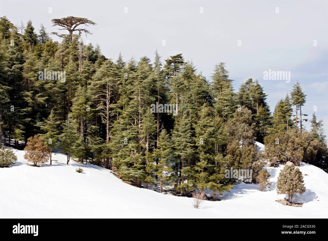 Atlas Cedar (Cedrus atlantica). Cedar forest in the Middle Atlas ...