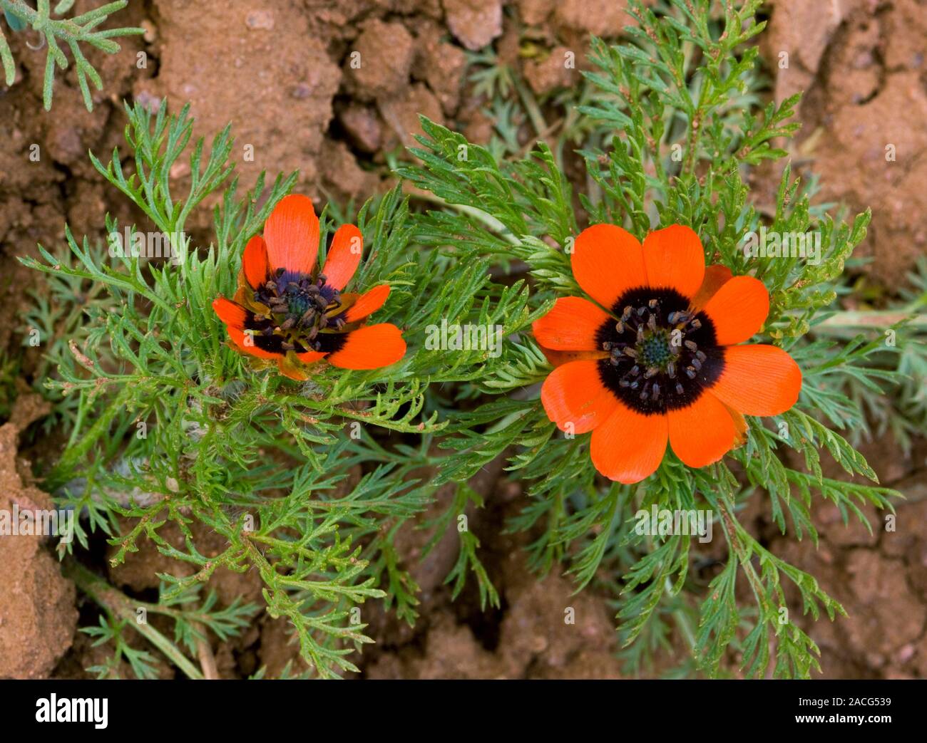 Foliage and flowers of Pheasant's Eye (Adonis aestivalis) in the Spring ...