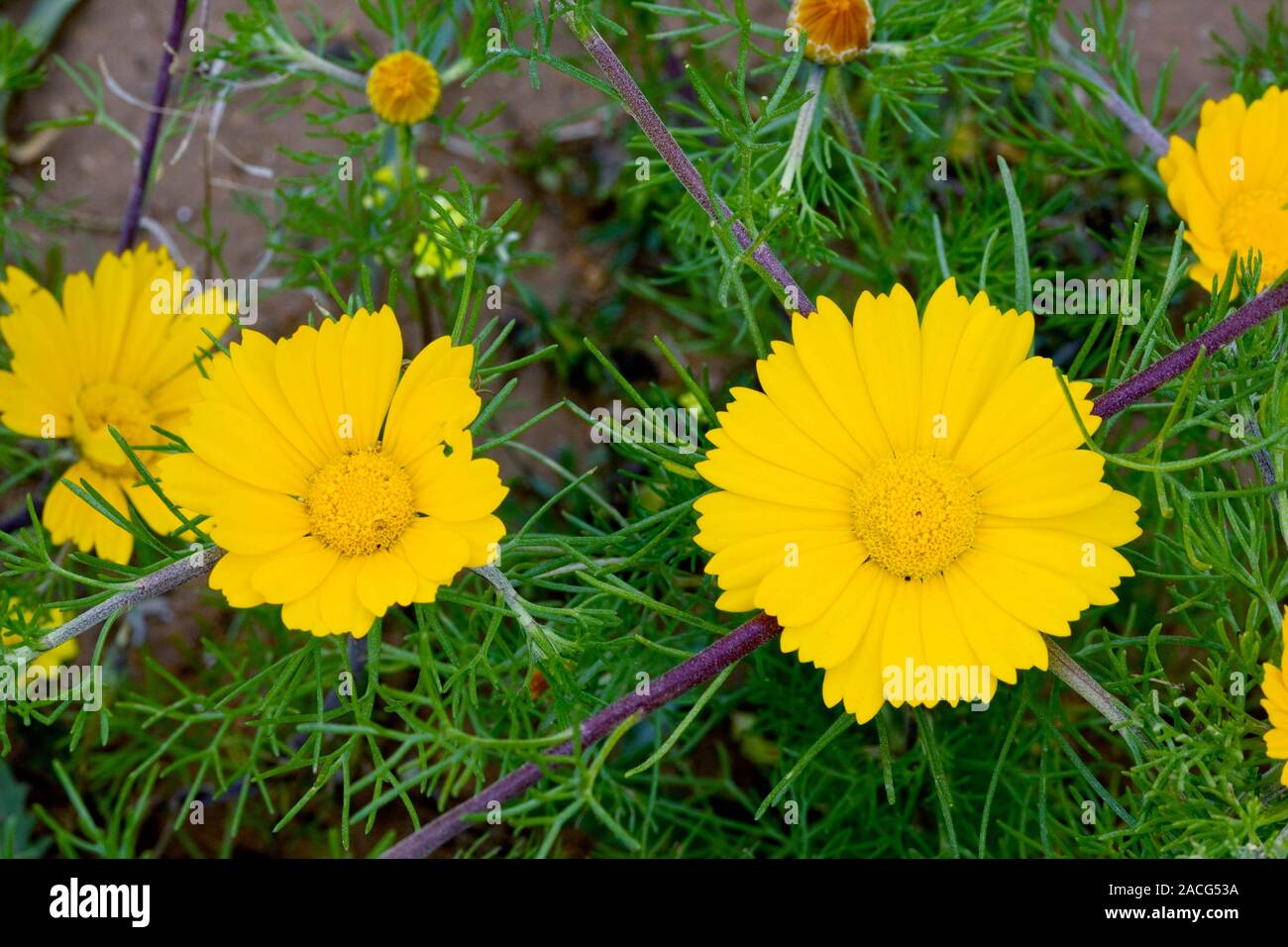 Foliage and flowers of Cladanthus arabicus in the Spring. Photographed ...