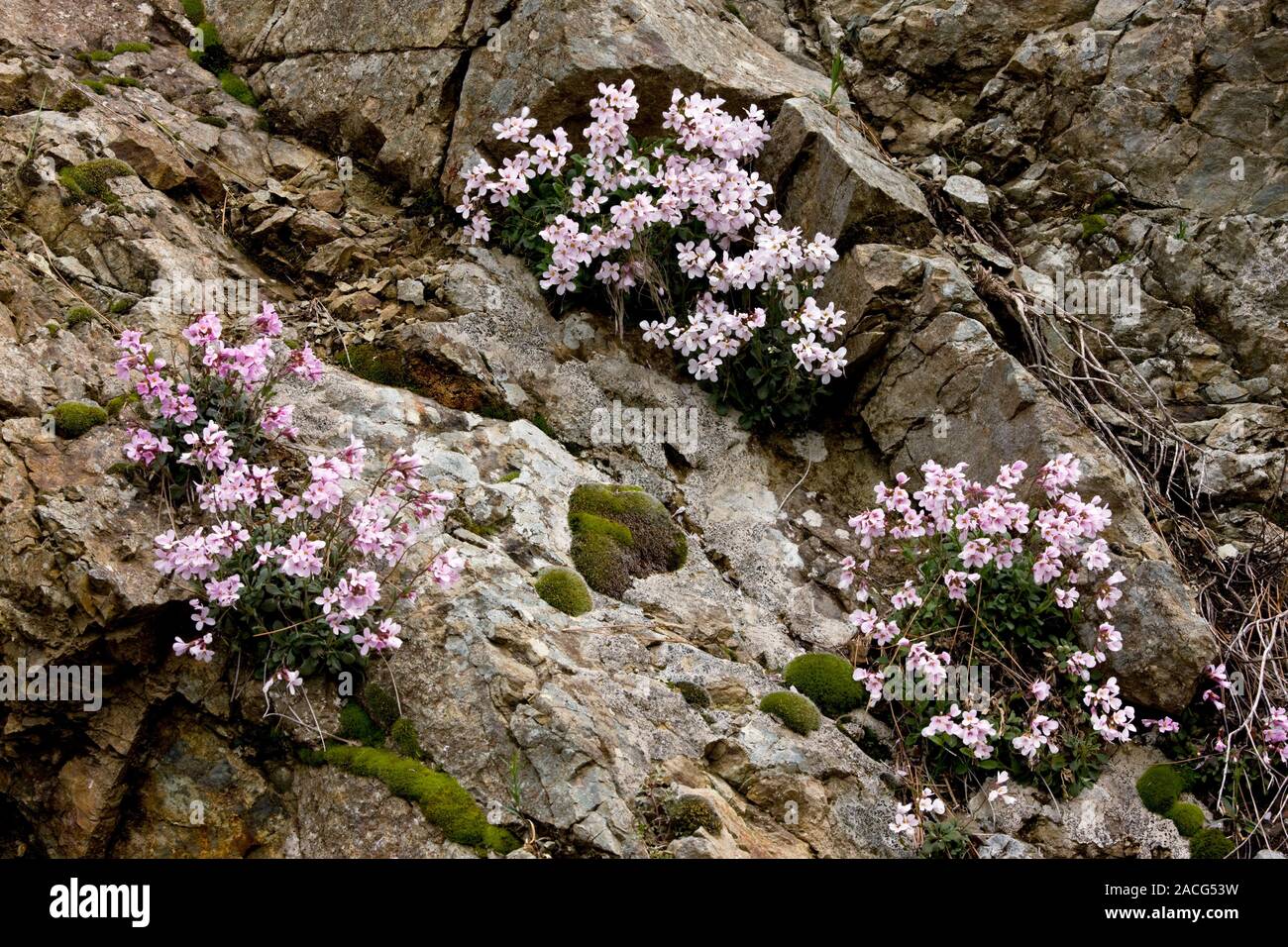 Rock-cress (Arabis purpurea) in flower on rocks. Photographed high in ...