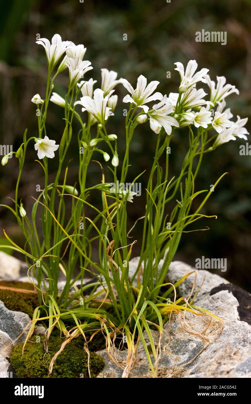 Flowers and foliage of Star-of-Bethlehem (Gagea graeca) growing in a ...