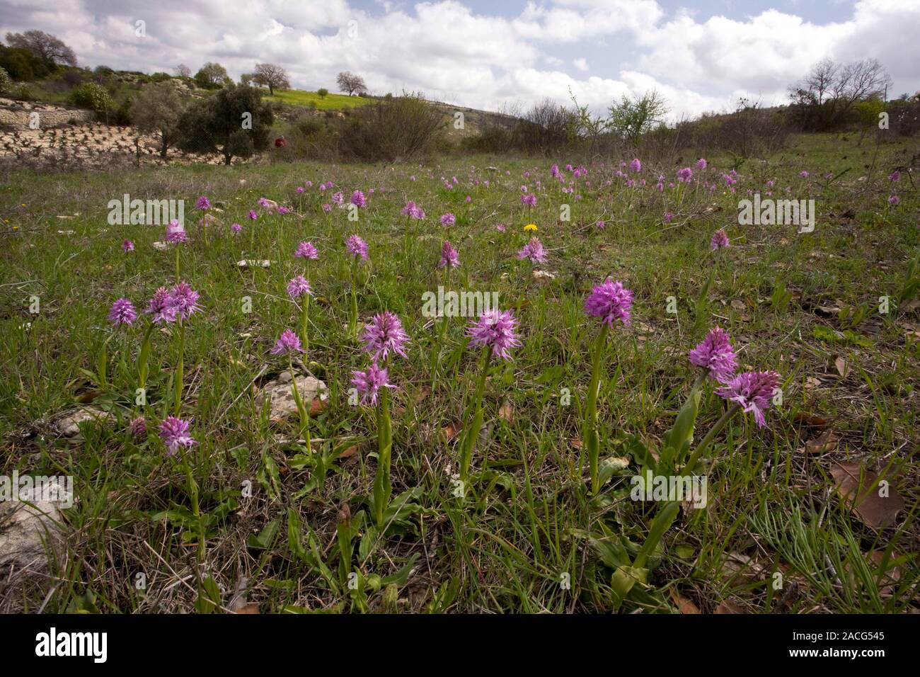 Field of Italian Orchids (Orchis italica) in flower. Photographed in ...