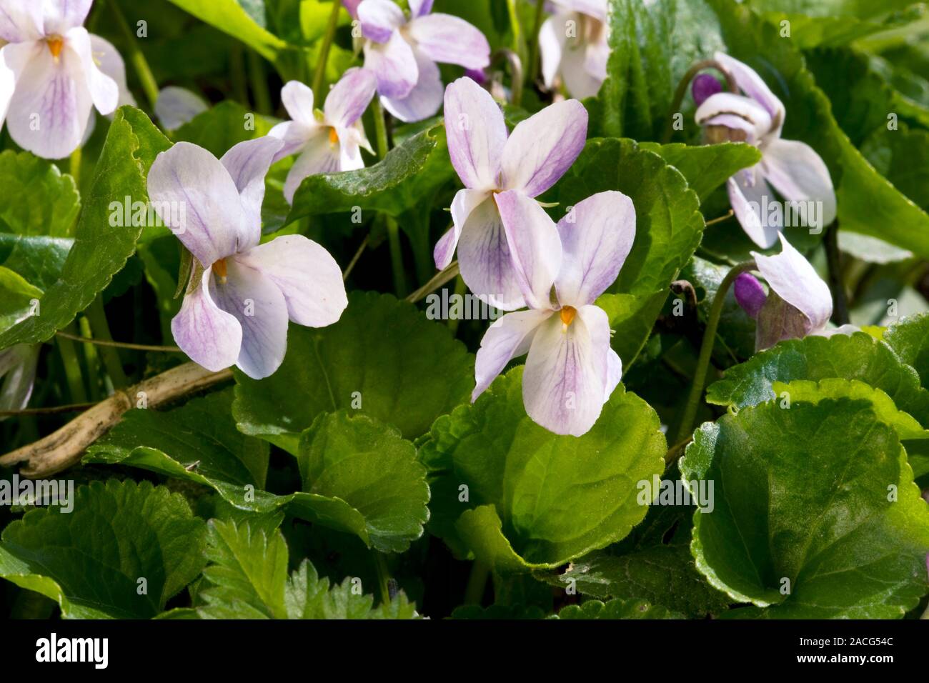 Foliage and flowers of Viola odorata (Sweet Violets) in the Spring ...