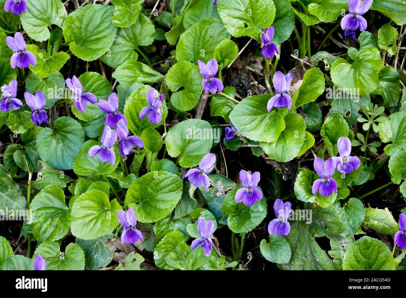 Foliage and flowers of Viola odorata (Sweet Violets) in the Spring ...