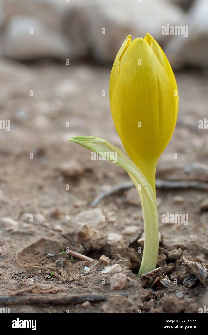Winter daffodil (Sternbergia clusiana) flower. Photographed in Israel ...