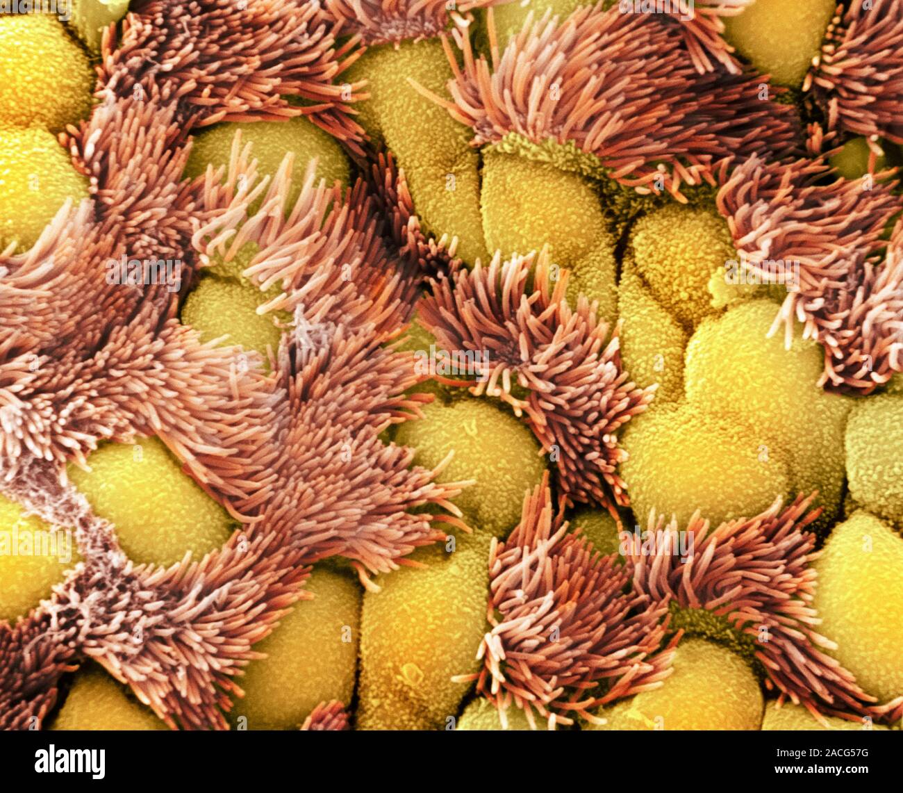 Trachea lining, coloured scanning electron micrograph (SEM). The ...