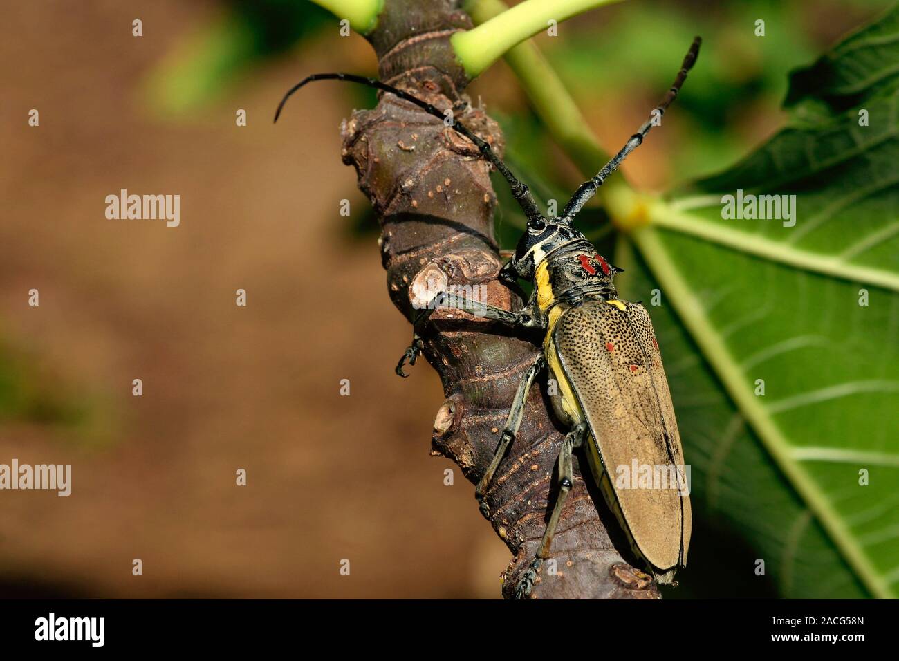 Batocera rufomaculata beetle on a plant. These beetles cause major ...