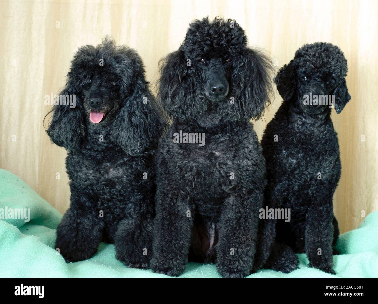 Miniature poodles. Three black miniature poodles (Canis lupus ...