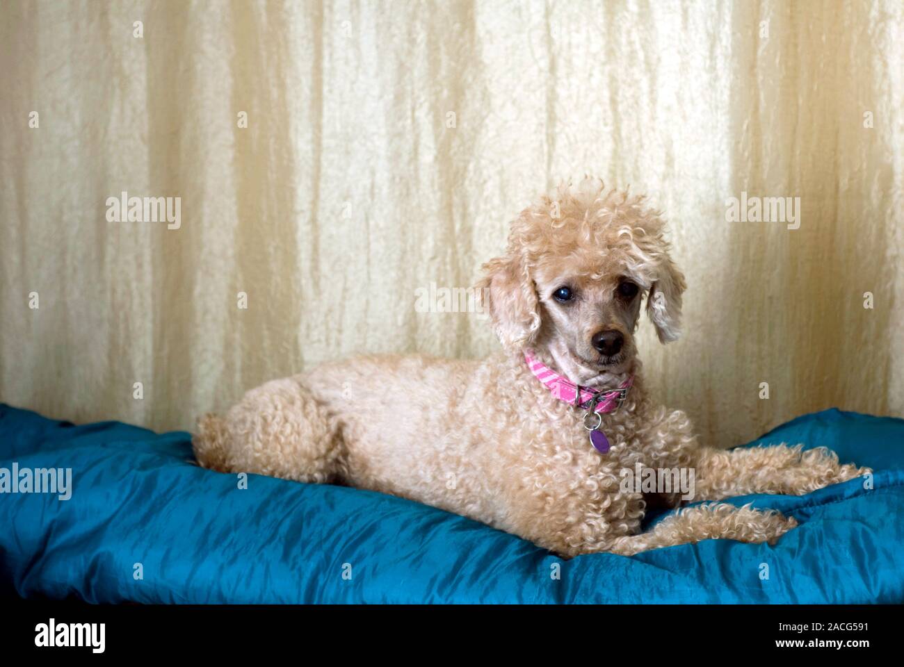 Miniature poodle. Apricot miniature poodle (Canis lupus familiaris ...
