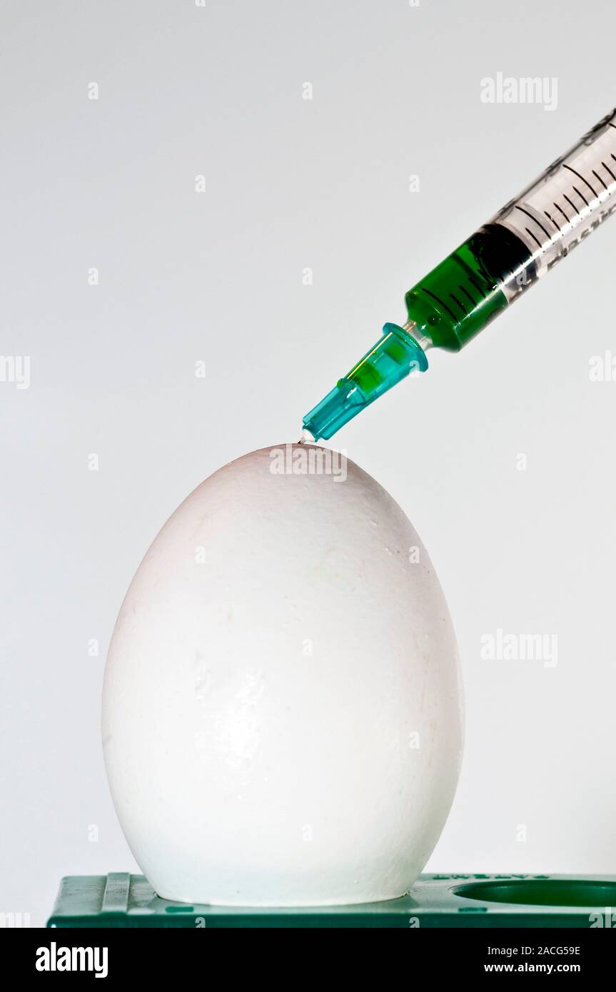 Genetically modified egg, conceptual image. Image of a syringe ...